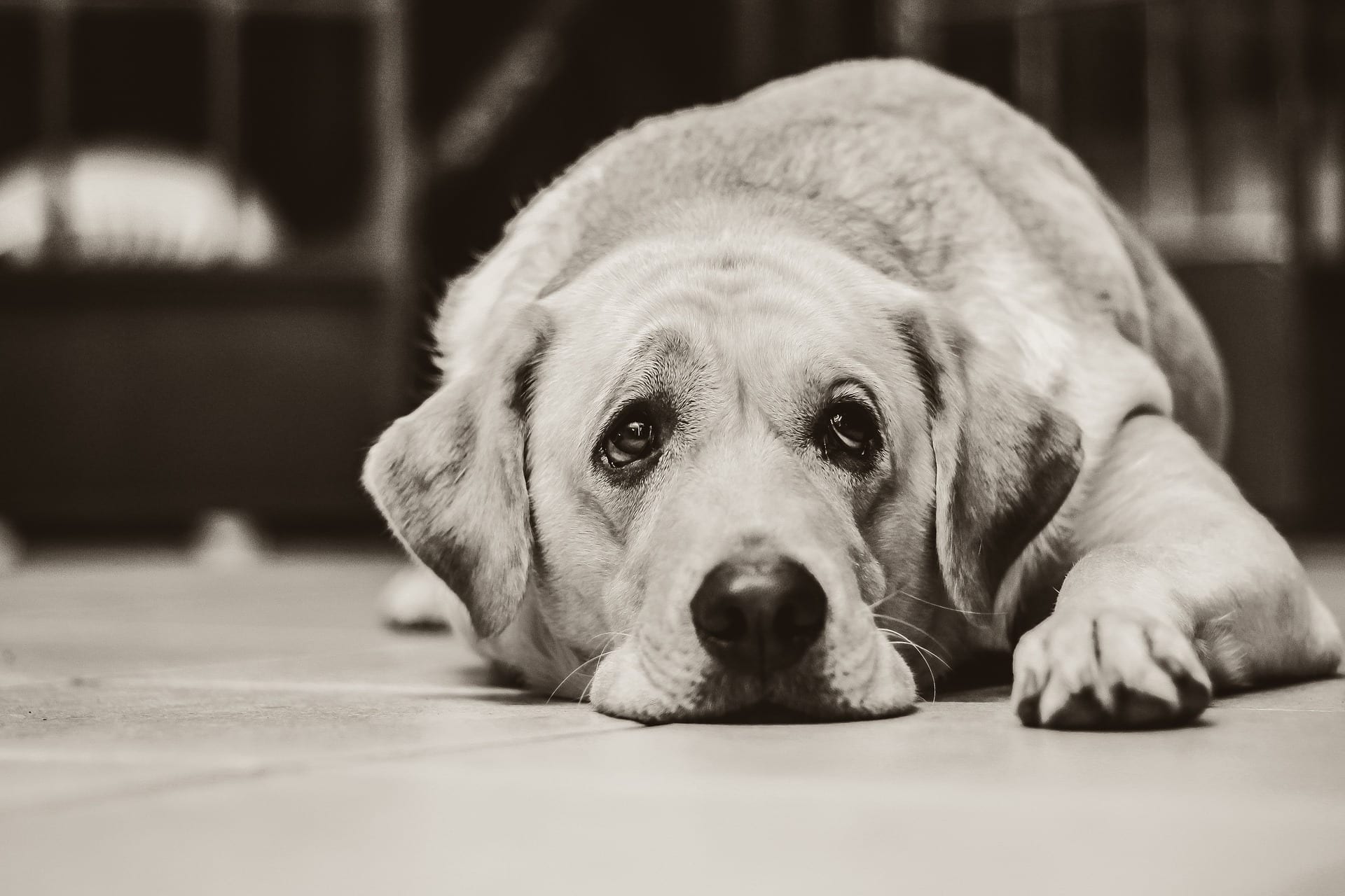 6 Signs Your Dog Is Sick | Blog | PlexiDor Dog Doors